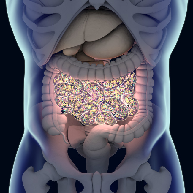 The relationship between gut microbiota and physical exercise